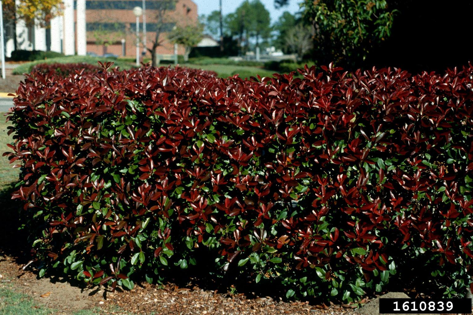 chokeberry (Photinia x fraseri Dress [glabra × serratifolia])