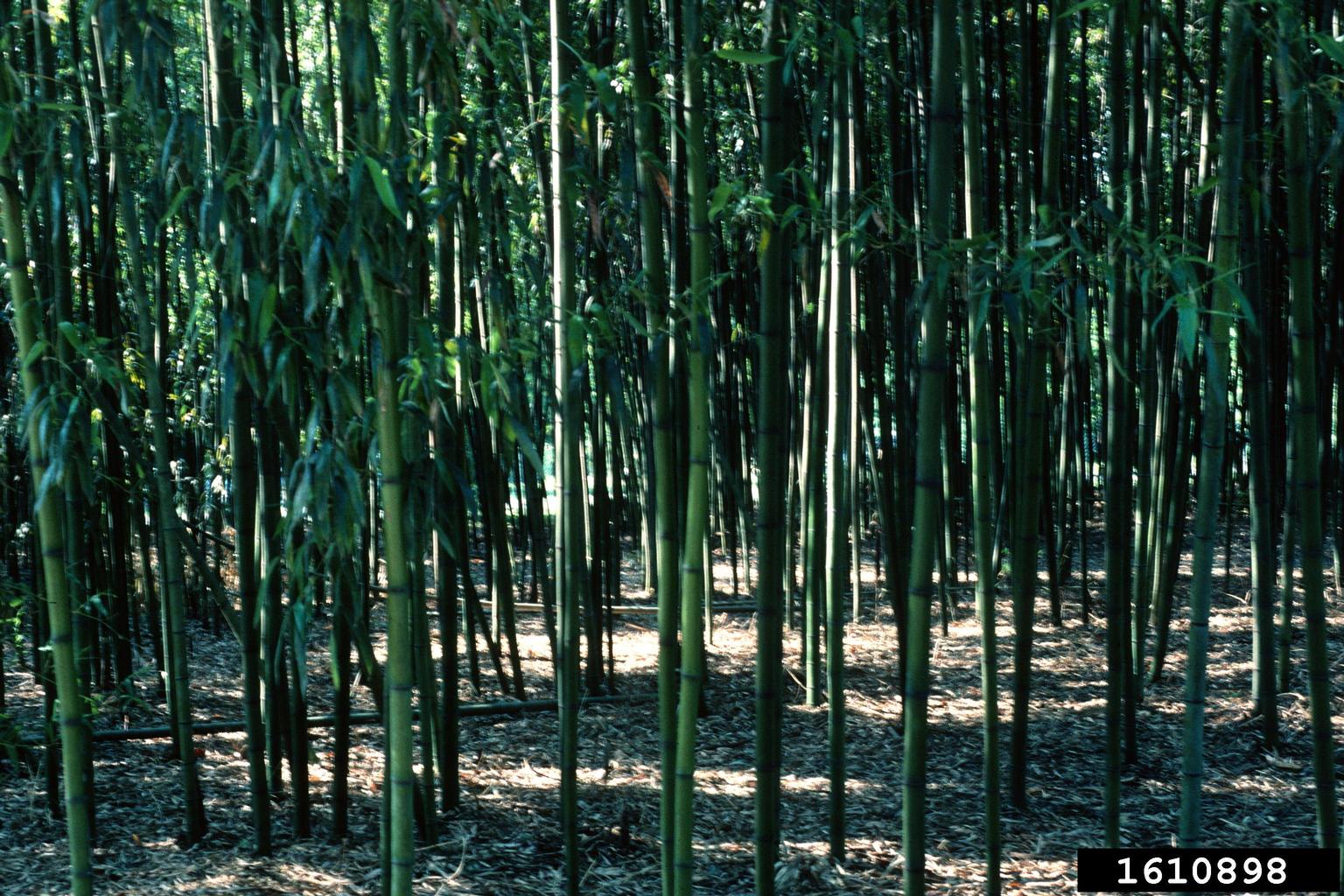 Japanese timber bamboo (Phyllostachys bambusoides)