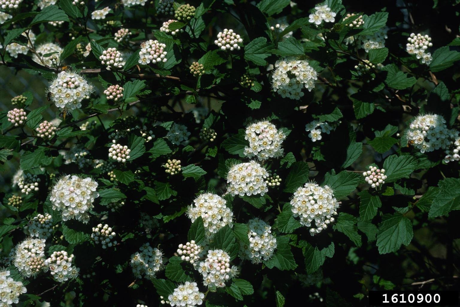 common ninebark (Physocarpus opulifolius (L.) Maxim.)