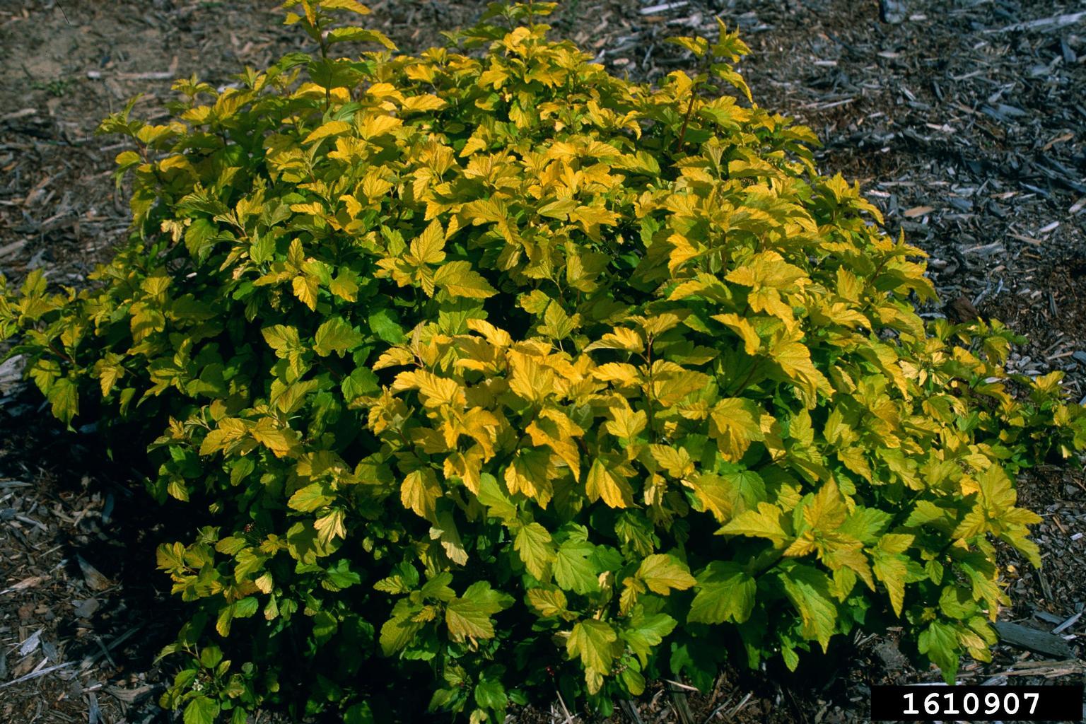 common ninebark (Physocarpus opulifolius)