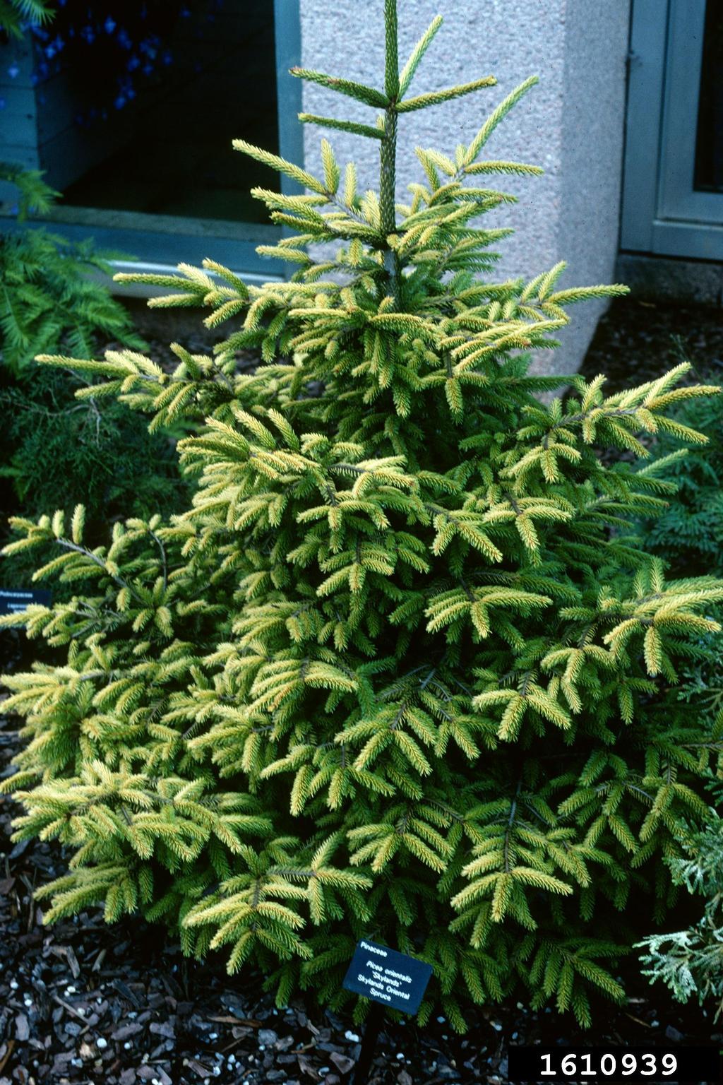 Oriental spruce (Picea orientalis)