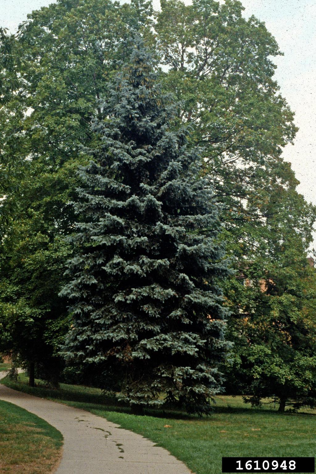 blue spruce (Picea pungens Engelm.)