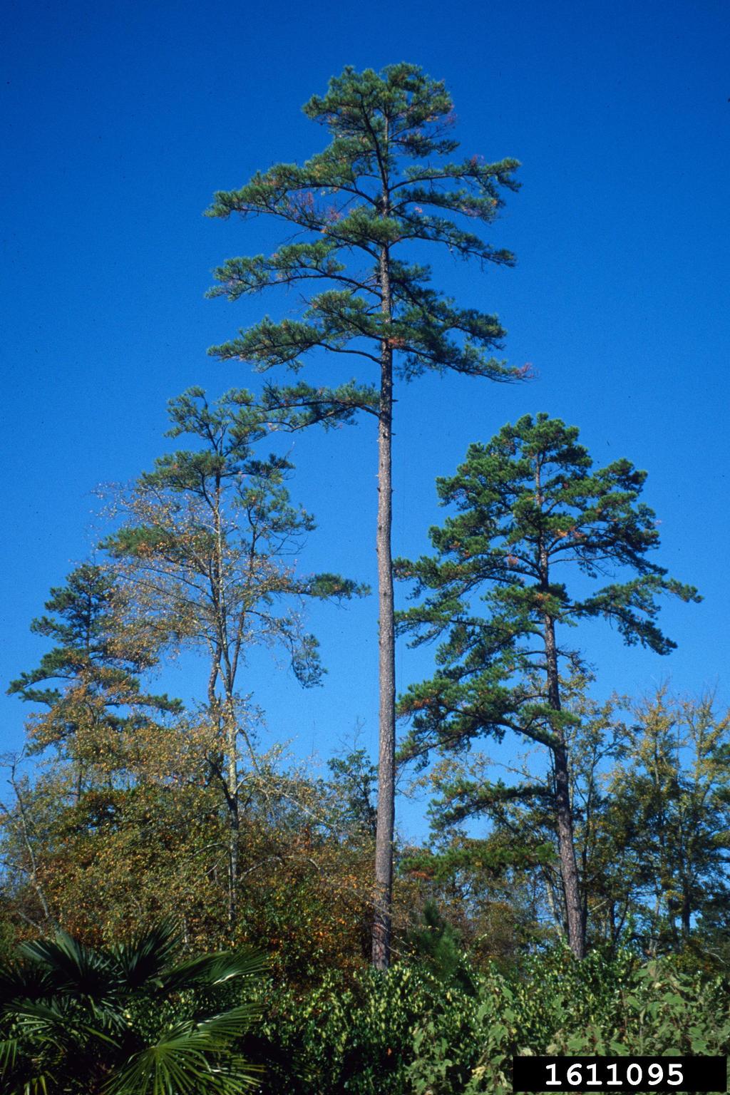 shortleaf pine (Pinus echinata P. Mill.)