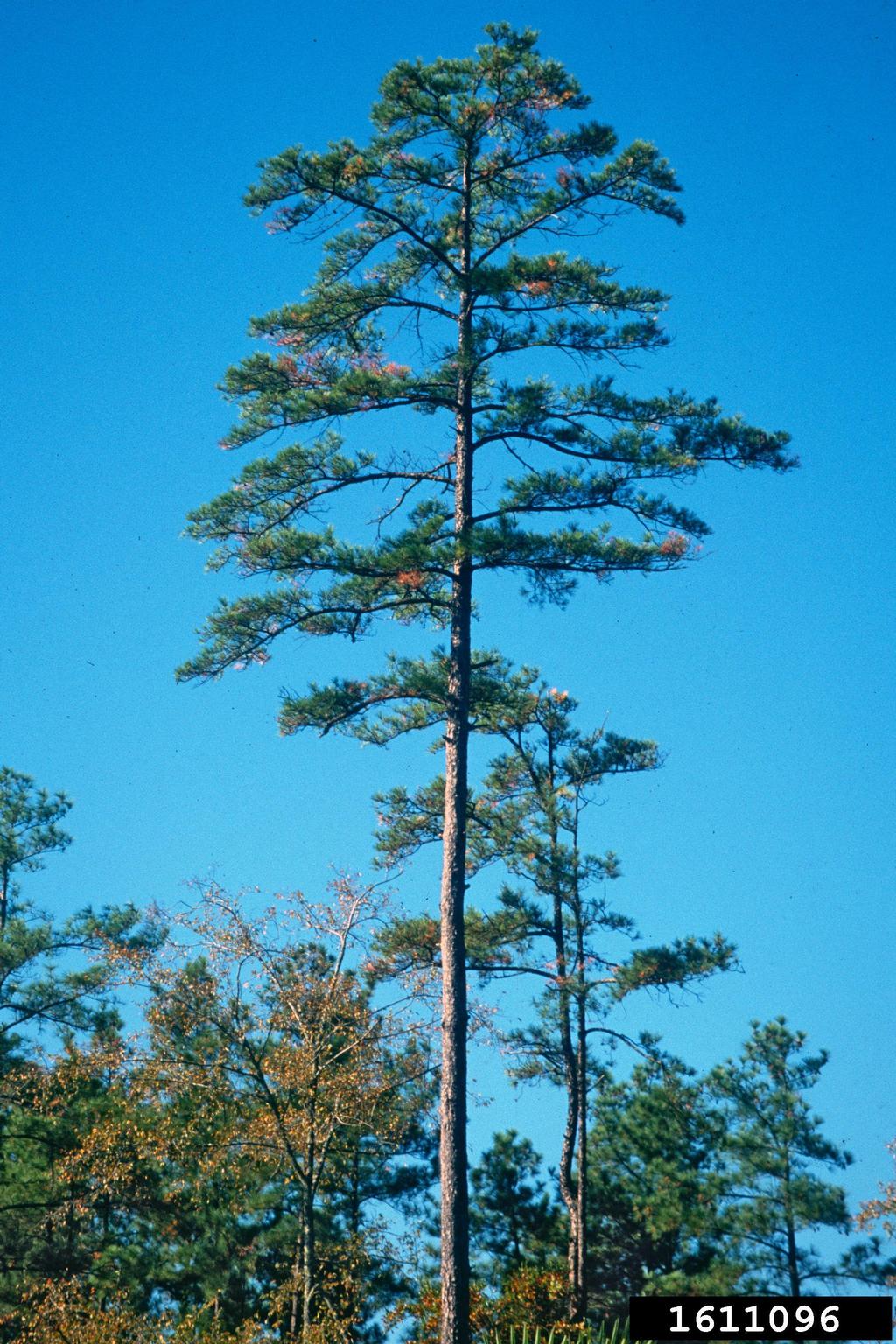 shortleaf pine (Pinus echinata P. Mill.)
