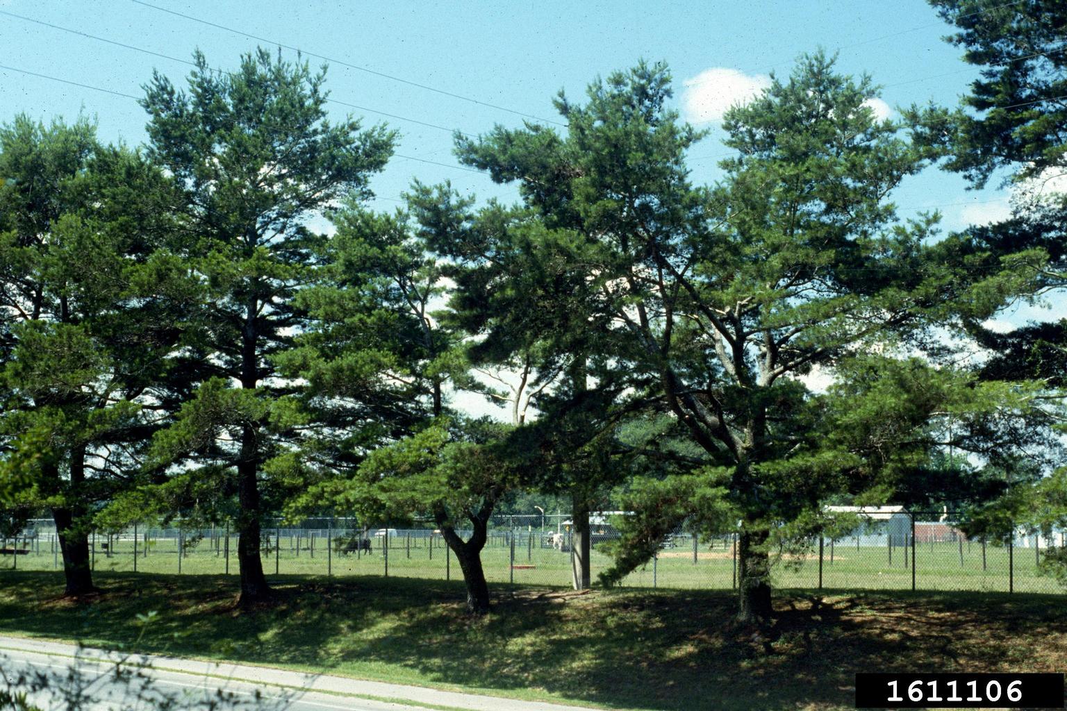 spruce pine, Pinus glabra (Pinales: Pinaceae) - 1611106