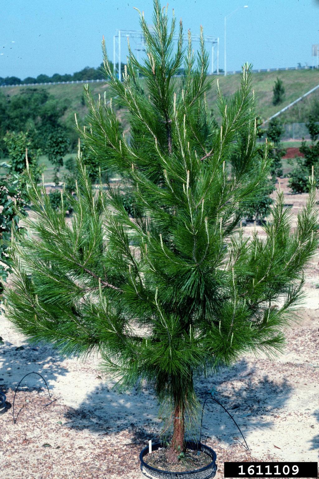 Gregg's pine (Pinus greggii Engelm. ex Parl.)
