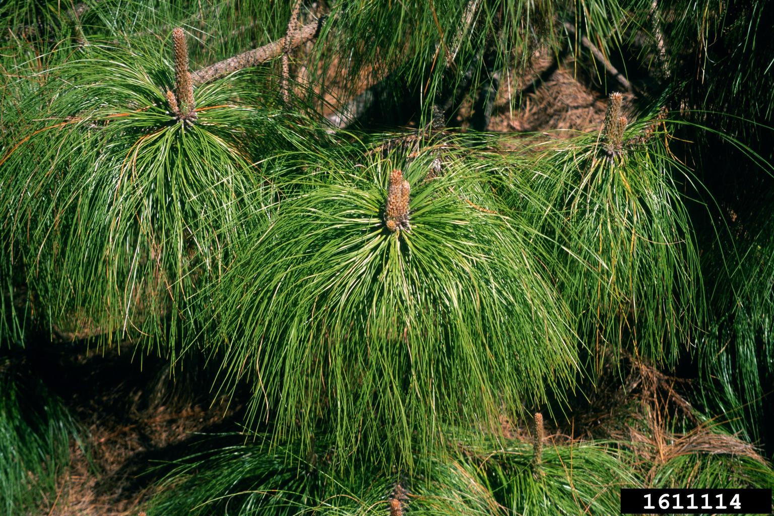montezuma pine, Pinus montezumae (Pinales: Pinaceae) - 1611114