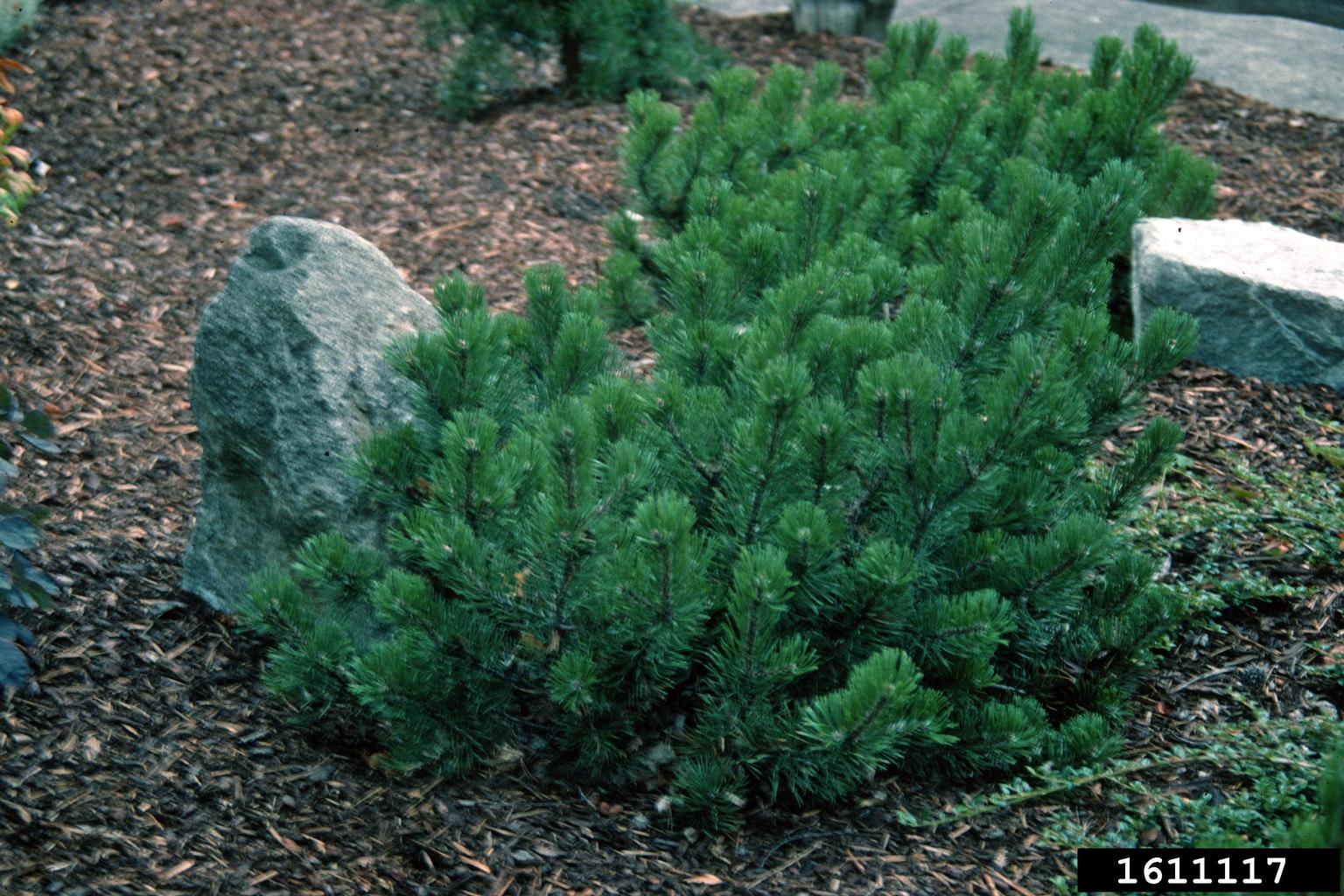 mugo pine (Pinus mugo Turra)