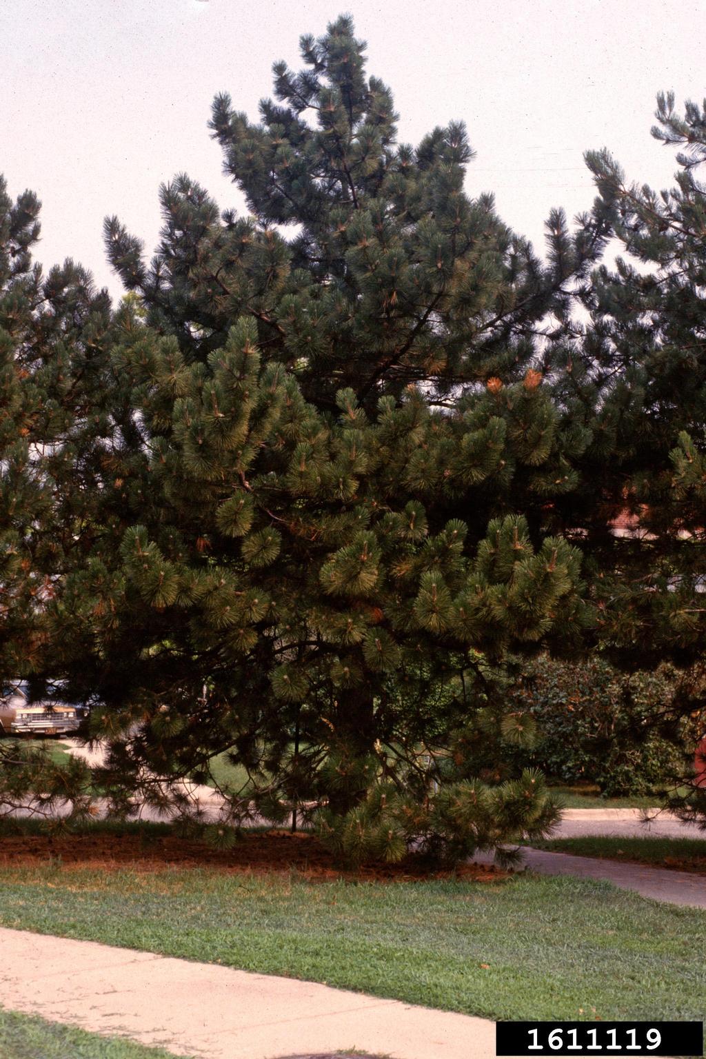 Austrian pine (Pinus nigra)