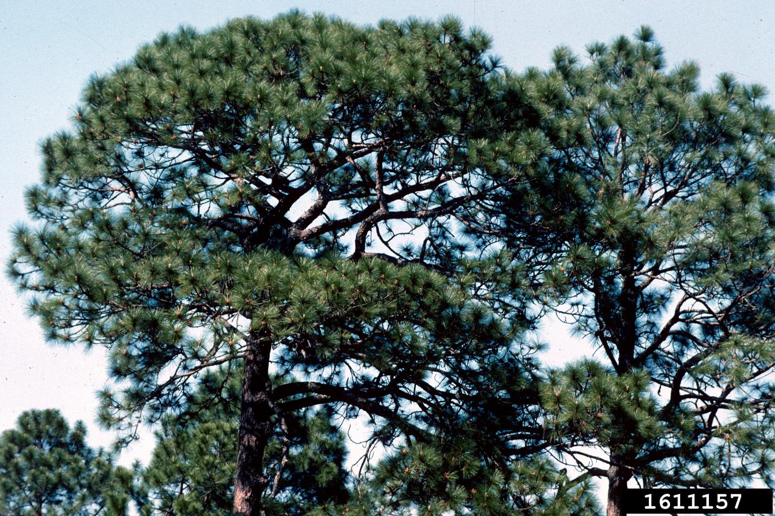 longleaf pine (Pinus palustris)