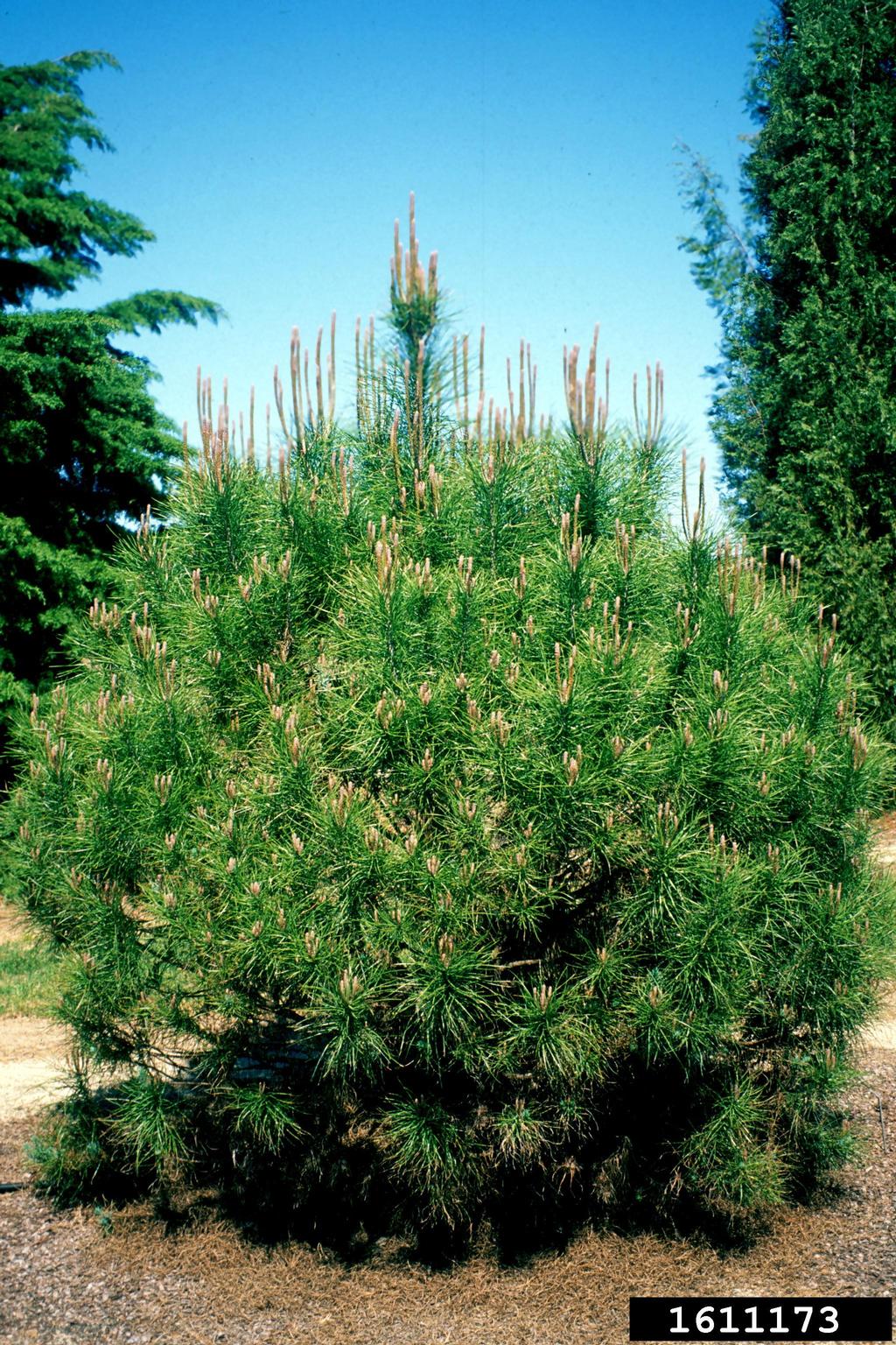 maritime pine (Pinus pinaster Soland., non Ait.)