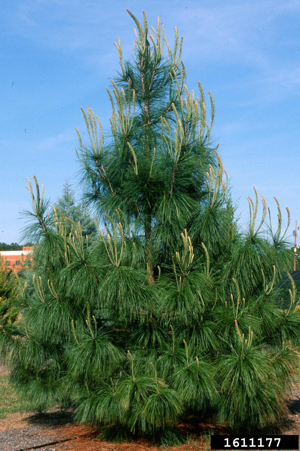 smoothbark mexican pine (Pinus pseudostrobus)