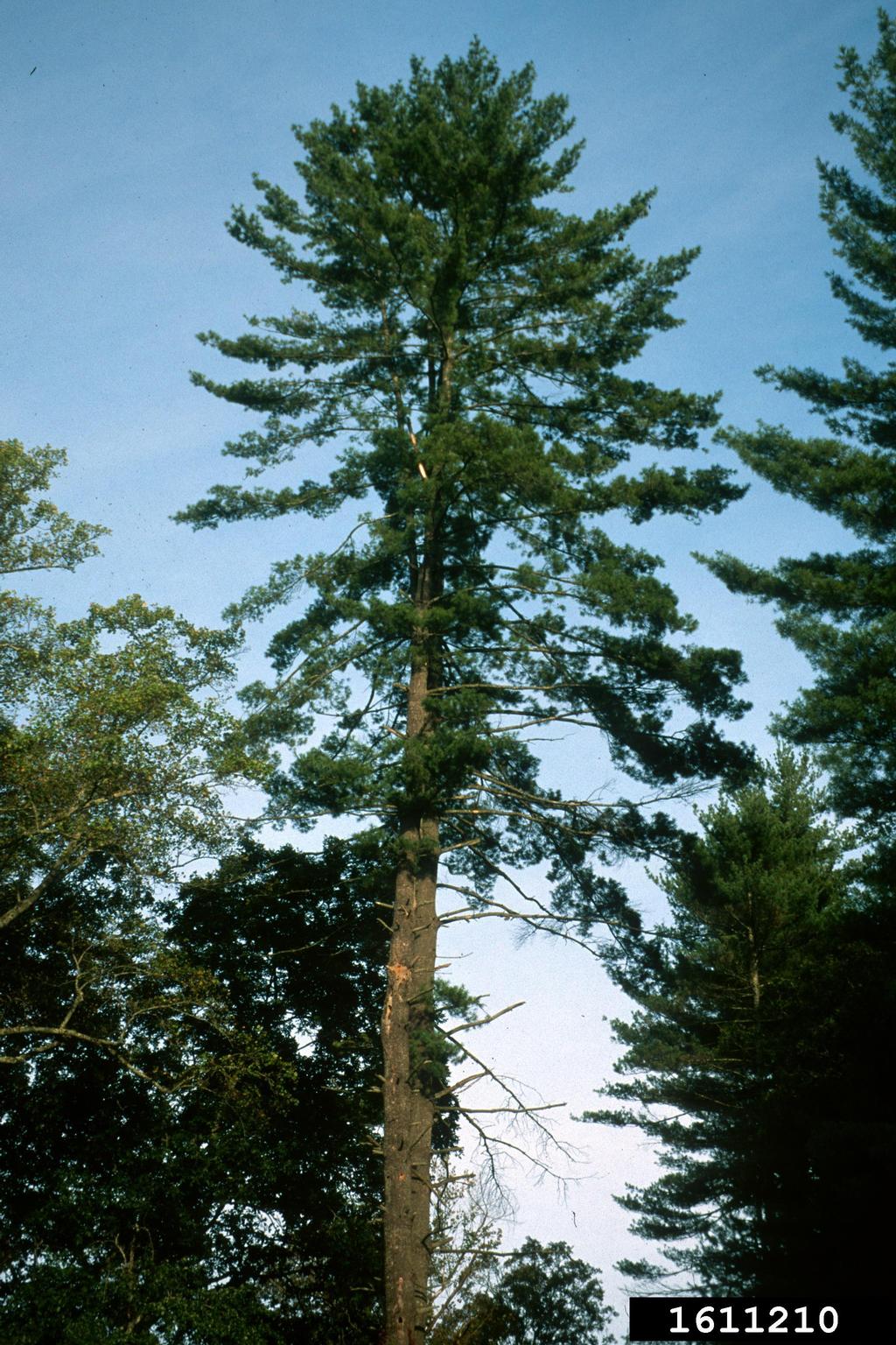 eastern white pine (Pinus strobus L.)