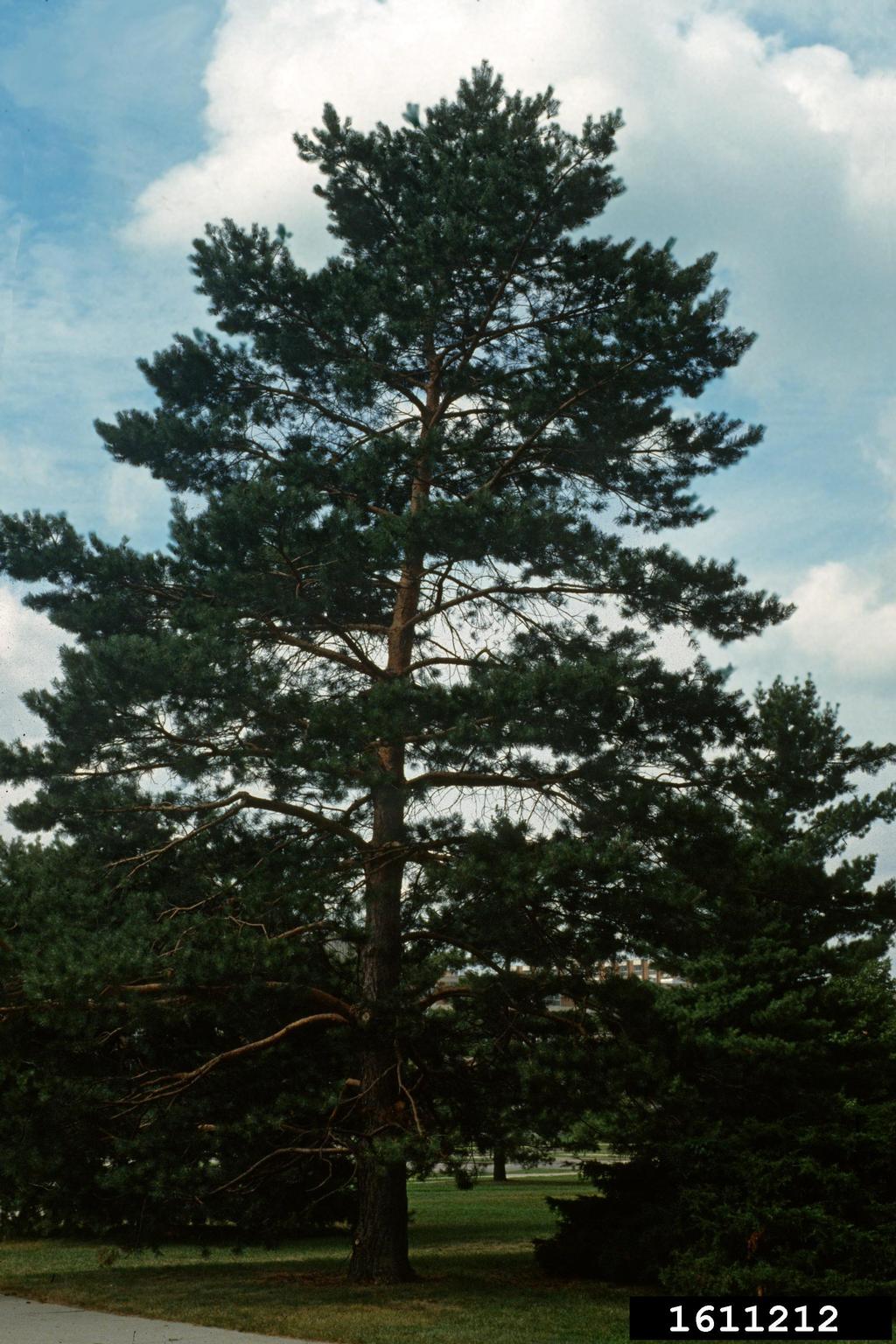 Scots pine (Pinus sylvestris)