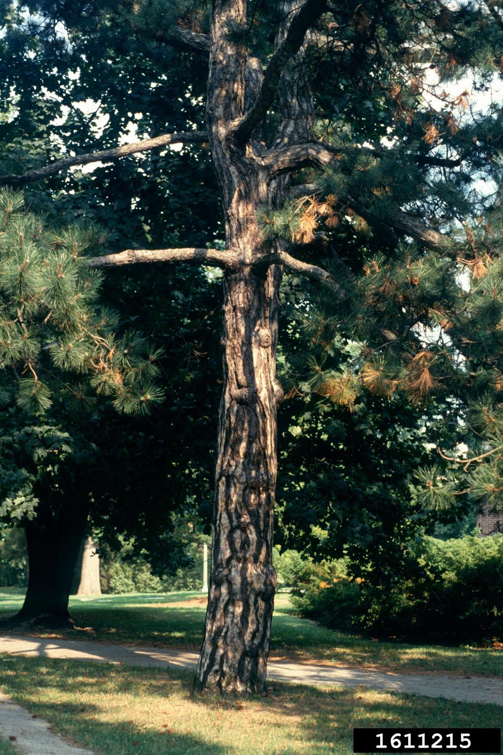 Scots pine (Pinus sylvestris L.)
