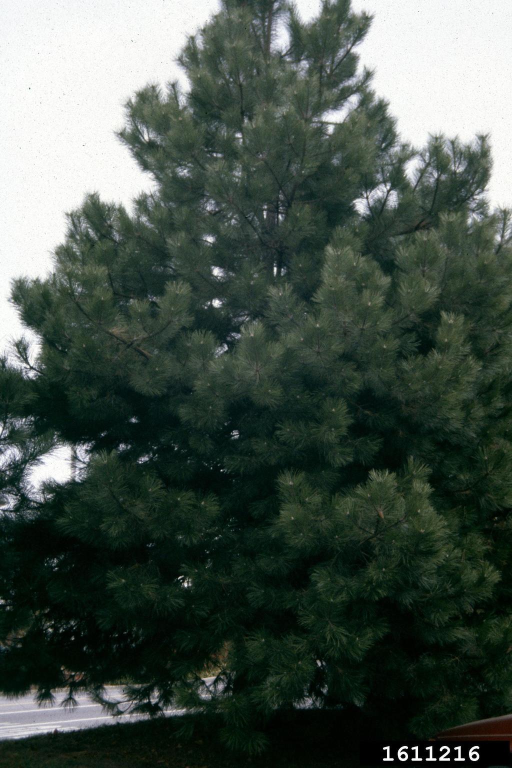 Scots pine (Pinus sylvestris L.)