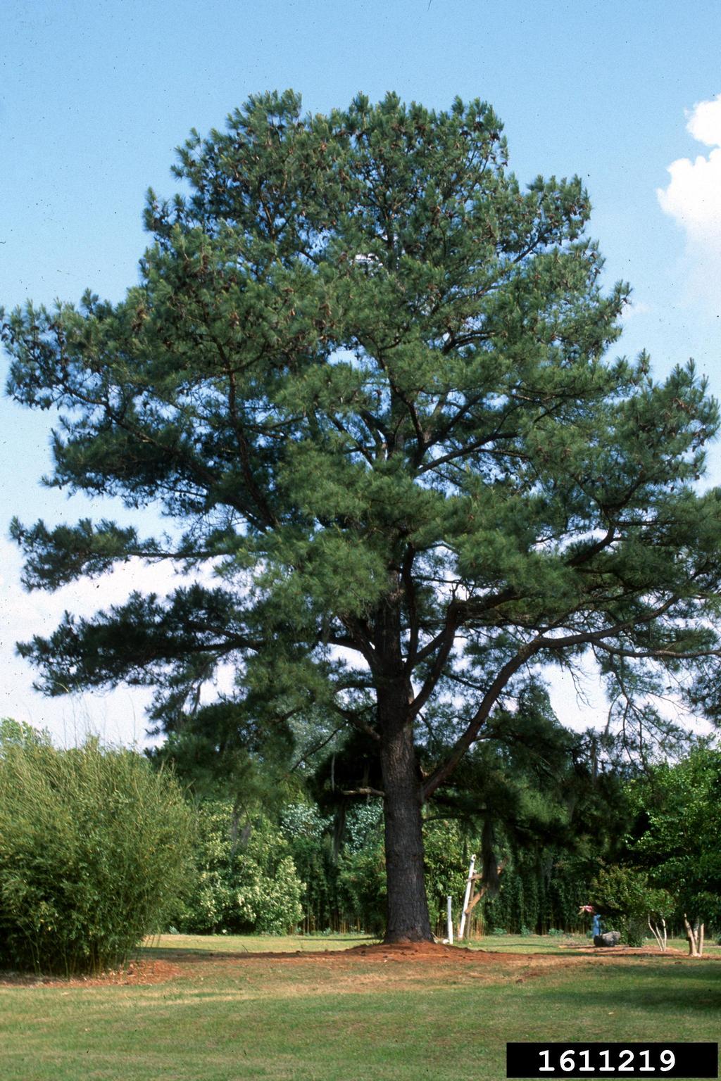 loblolly pine (Pinus taeda)