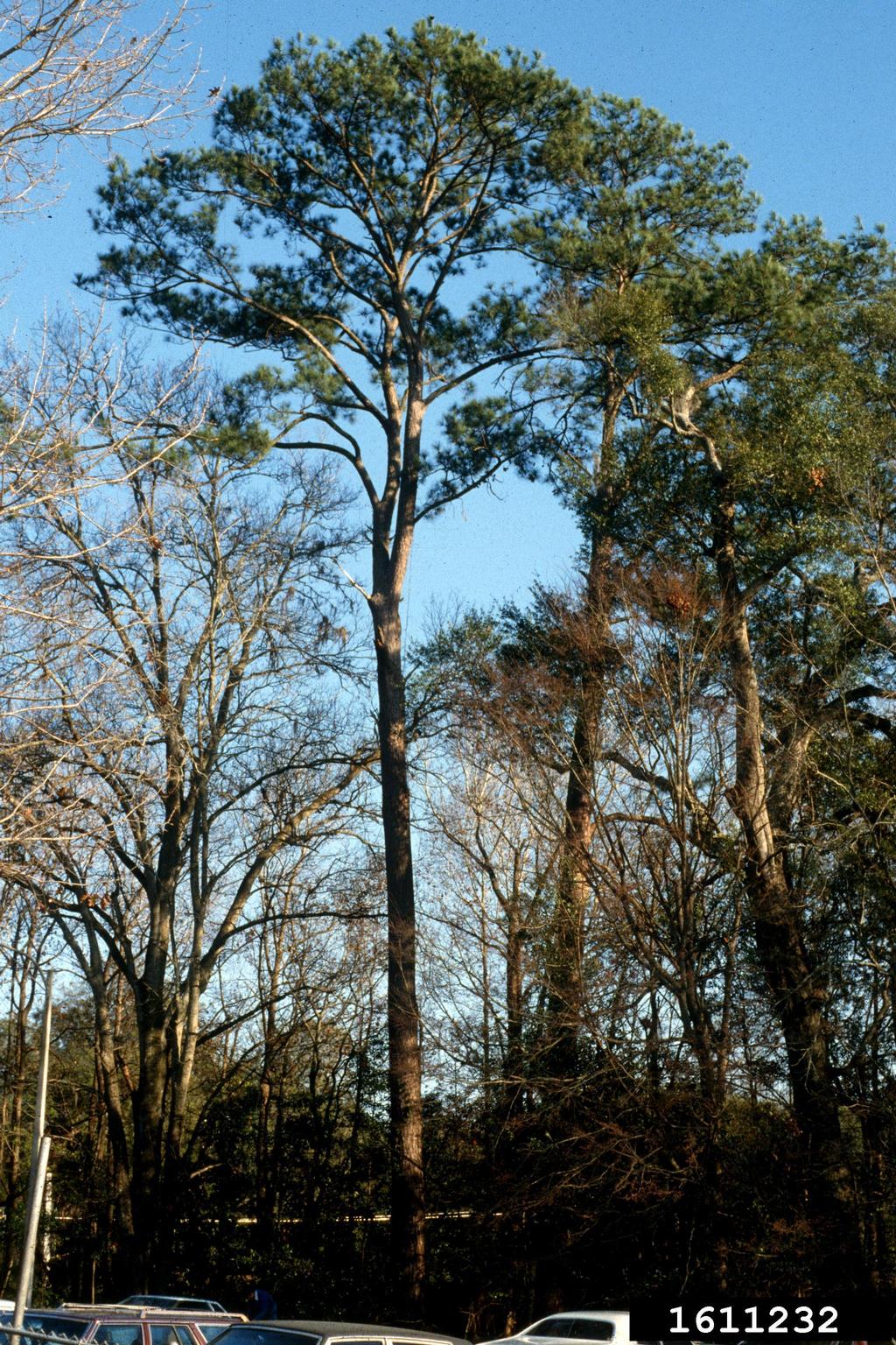 loblolly pine (Pinus taeda L.)