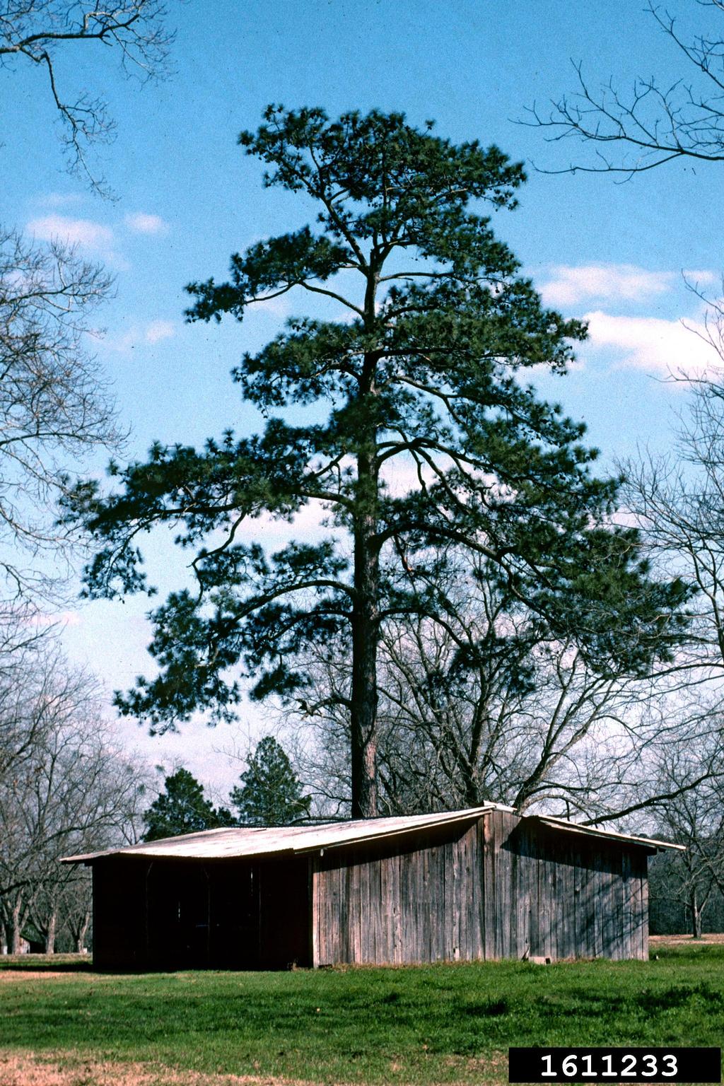 loblolly pine (Pinus taeda)