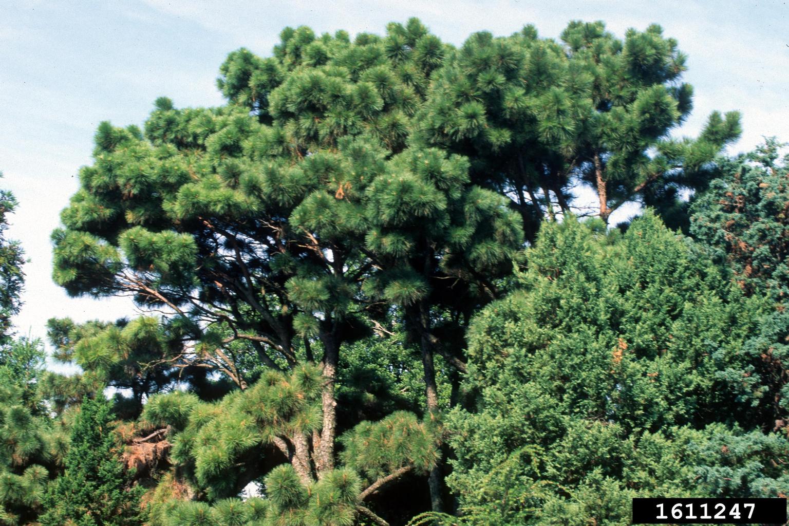 loblolly pine (Pinus taeda)