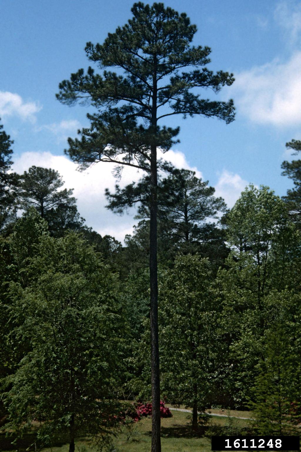 loblolly pine (Pinus taeda)