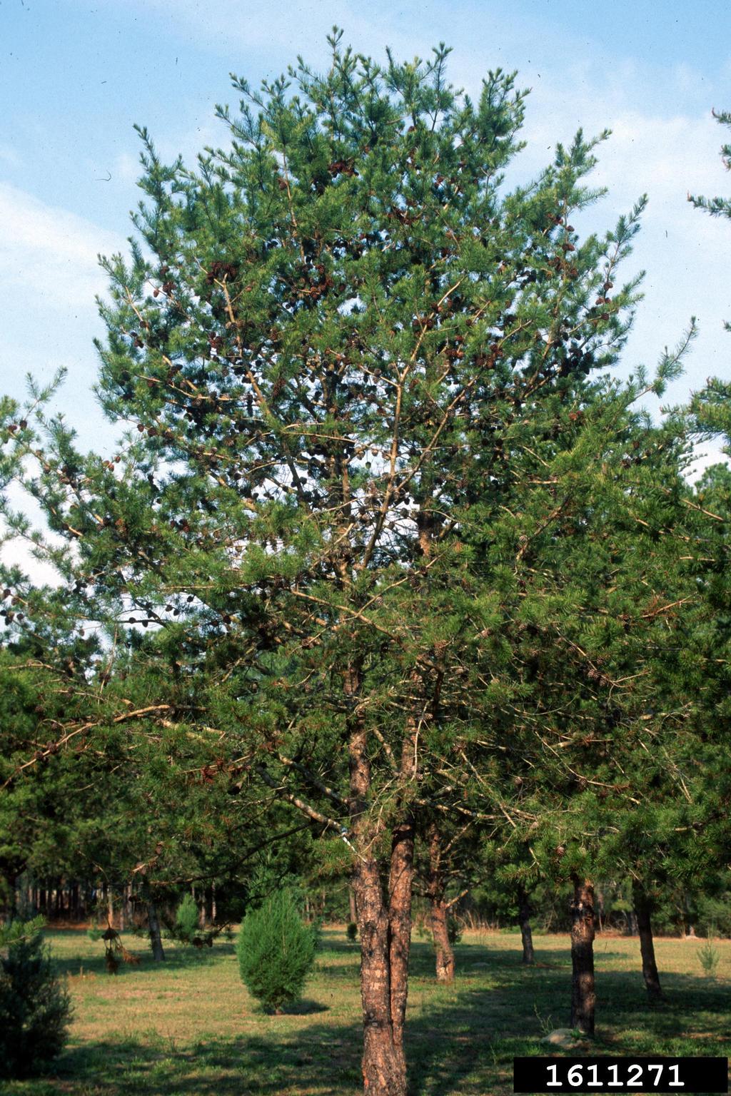 Virginia pine (Pinus virginiana)