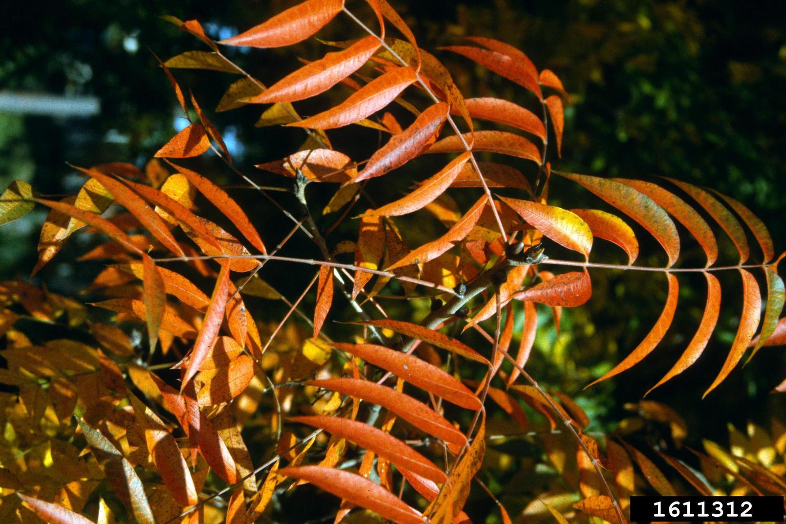 Chinese pistache (Pistacia chinensis Bunge)