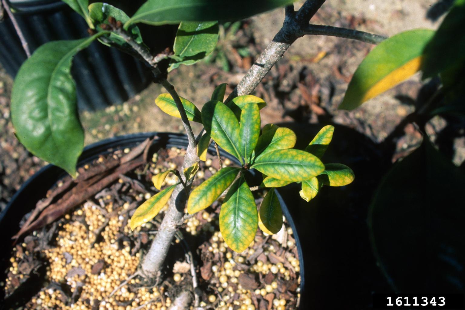 magnesium deficiency