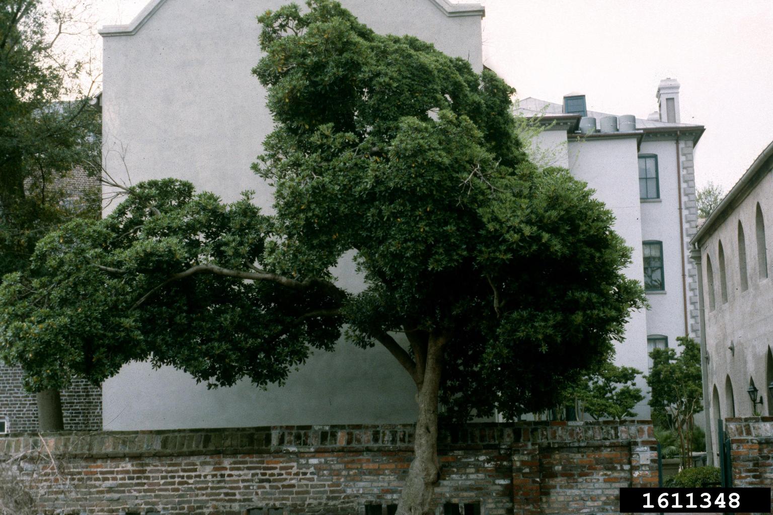 Japanese cheesewood (Pittosporum tobira)