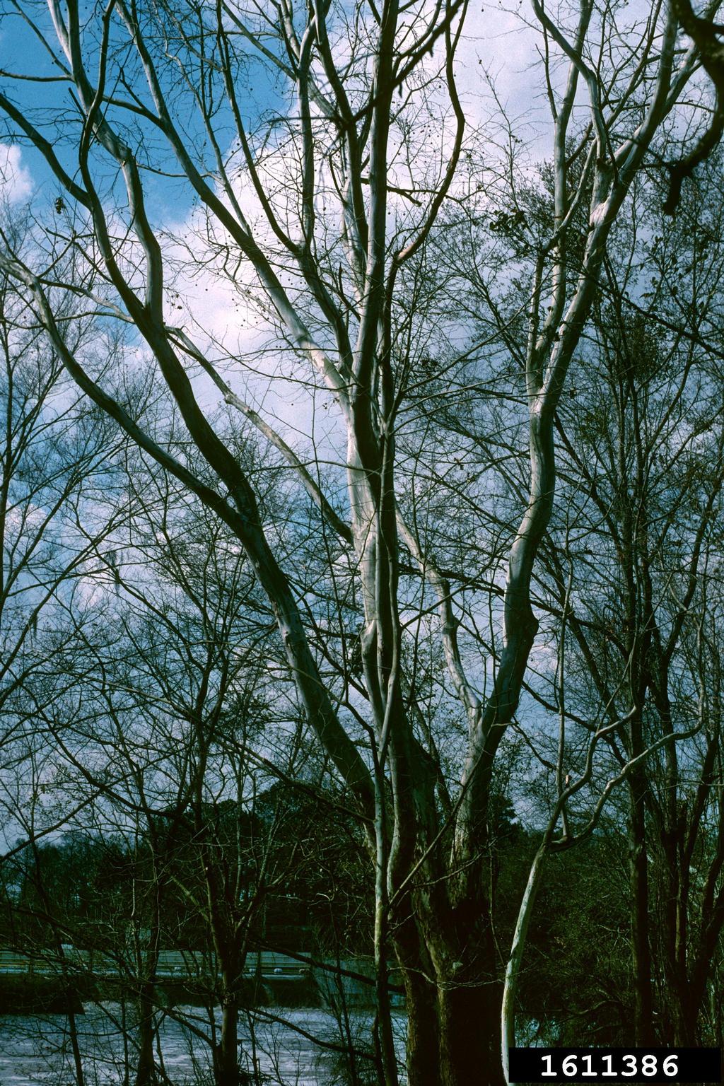 American sycamore (Platanus occidentalis L.)
