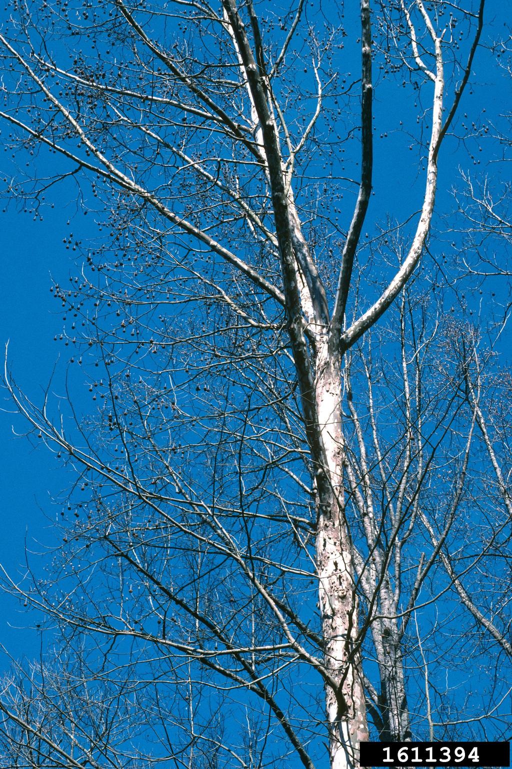 American sycamore (Platanus occidentalis)