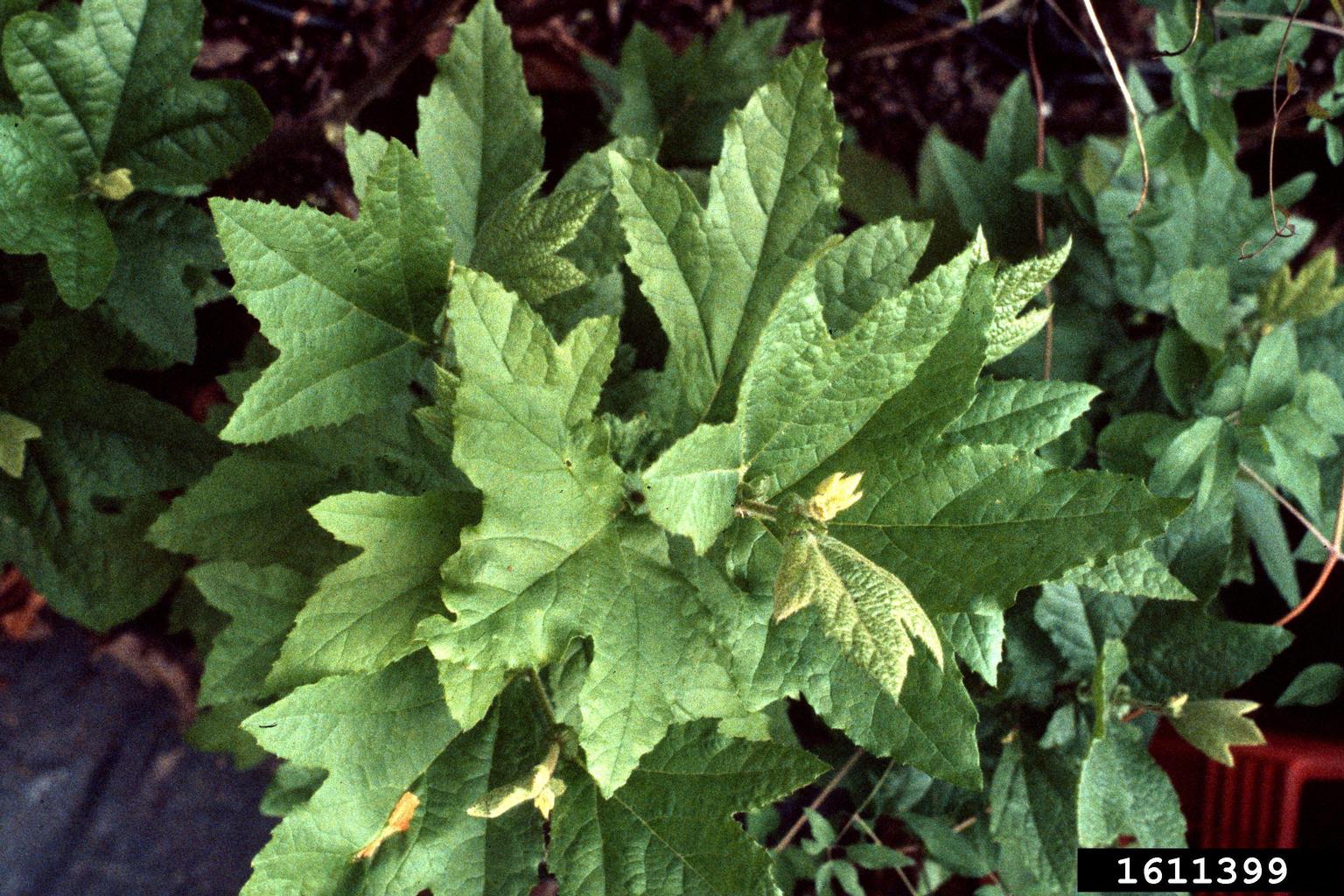 California sycamore (Platanus racemosa Nutt.)