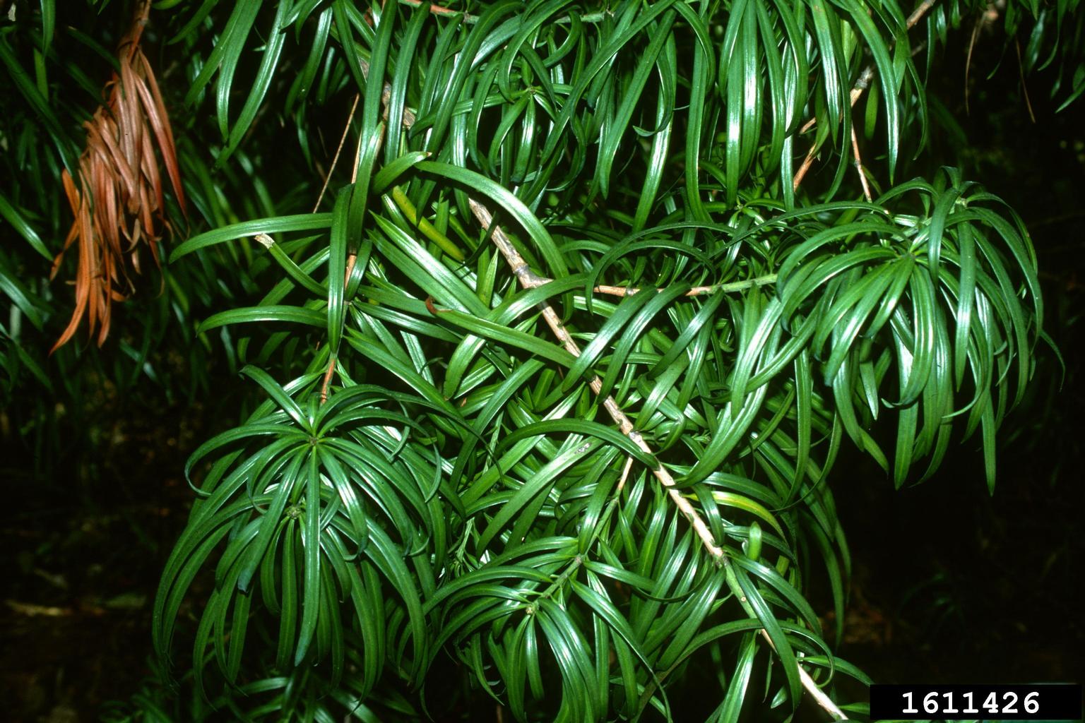 Henkel's yellowwood (Podocarpus henkelii Stapf ex Dallim. & A. B. Jacks.)