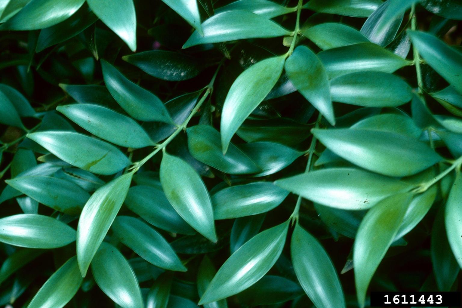 Asian bayberry (Nageia nagi (Thunb.) Kuntze)