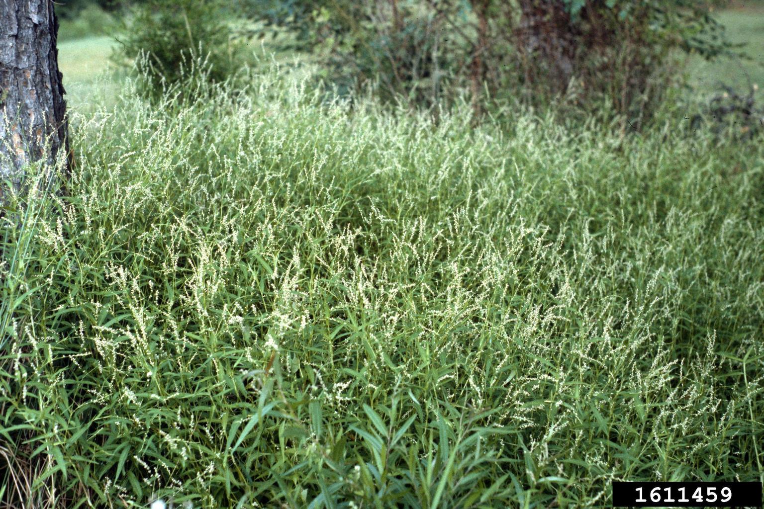 pale smartweed (Persicaria lapathifolia (L.) S.F. Gray)