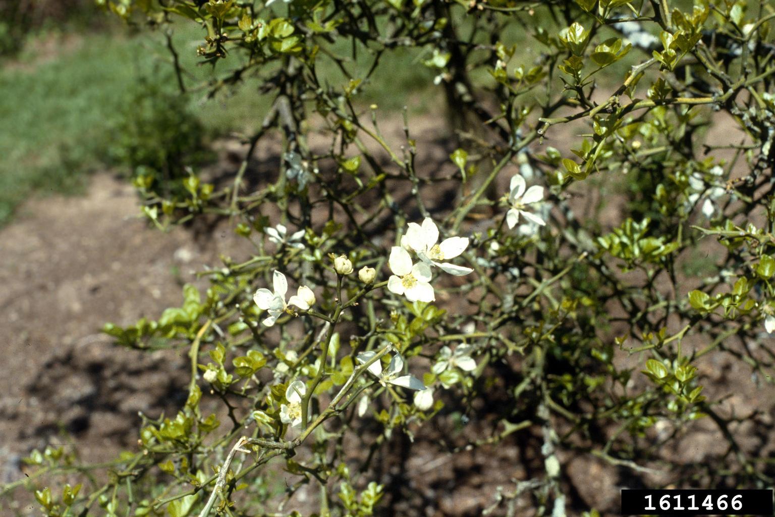trifoliate orange (Citrus trifoliata)