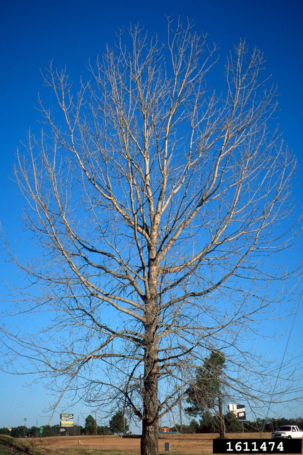 eastern cottonwood (Populus deltoides Bartr. ex Marsh.)
