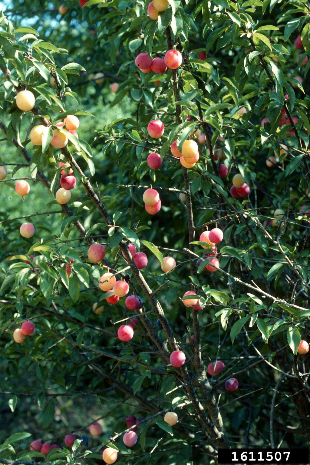 Chickasaw plum (Prunus angustifolia)