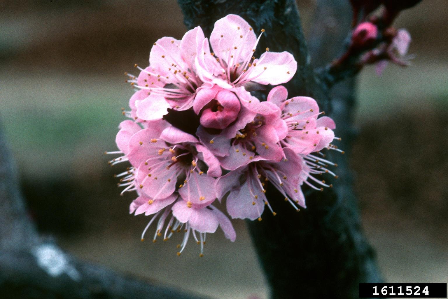 'byron' cherry (Prunus x 'byron' [Prunus (besseyi x salicina) x ...