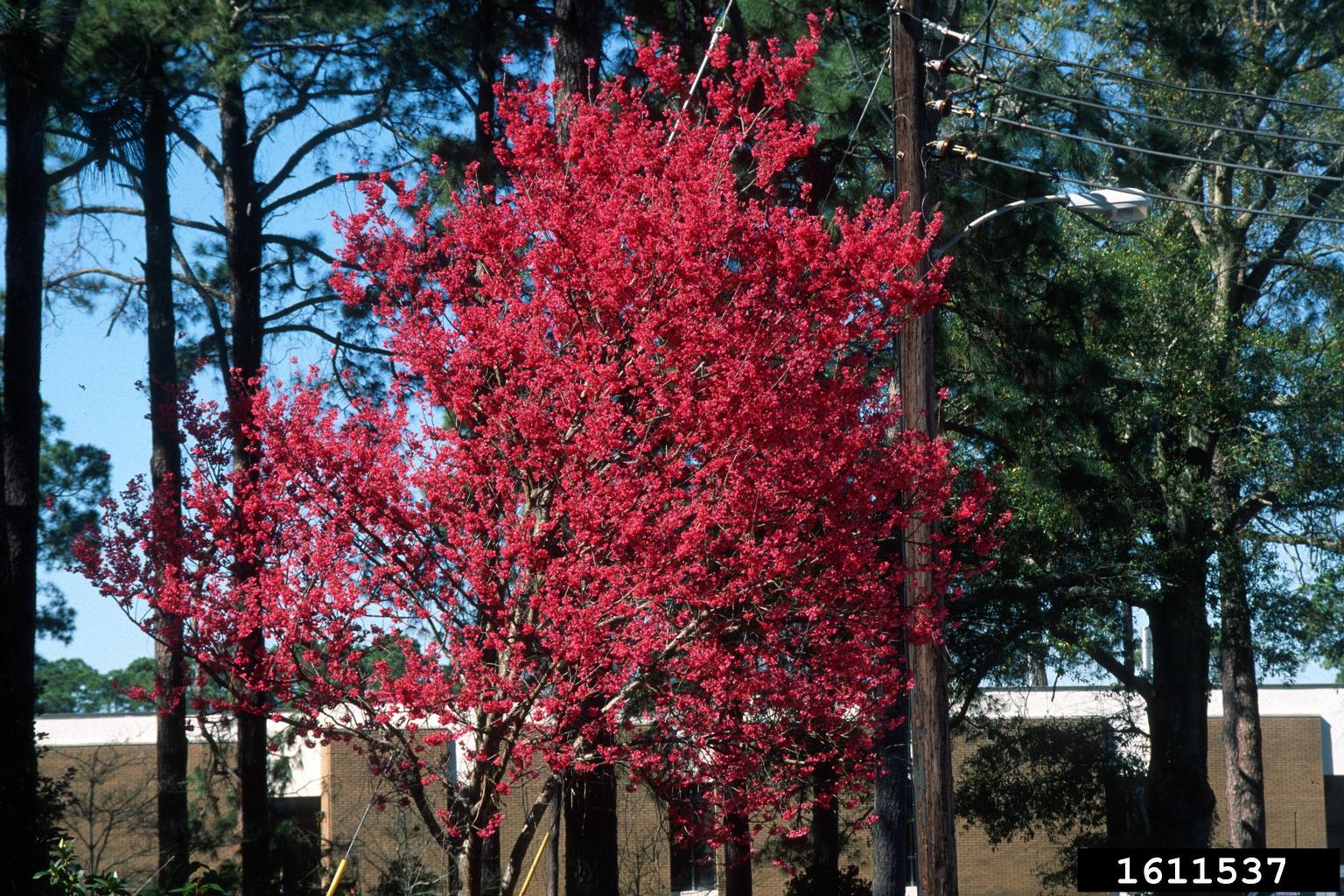 cherry (Cerasus campanulata (Maxim.) A. N. Vassiljeva)