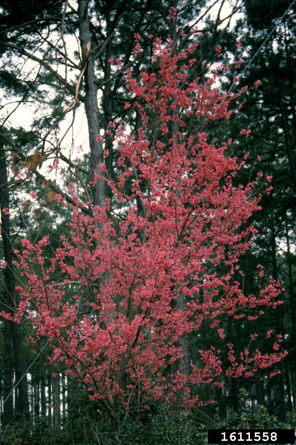 cherry (Cerasus campanulata (Maxim.) A. N. Vassiljeva)