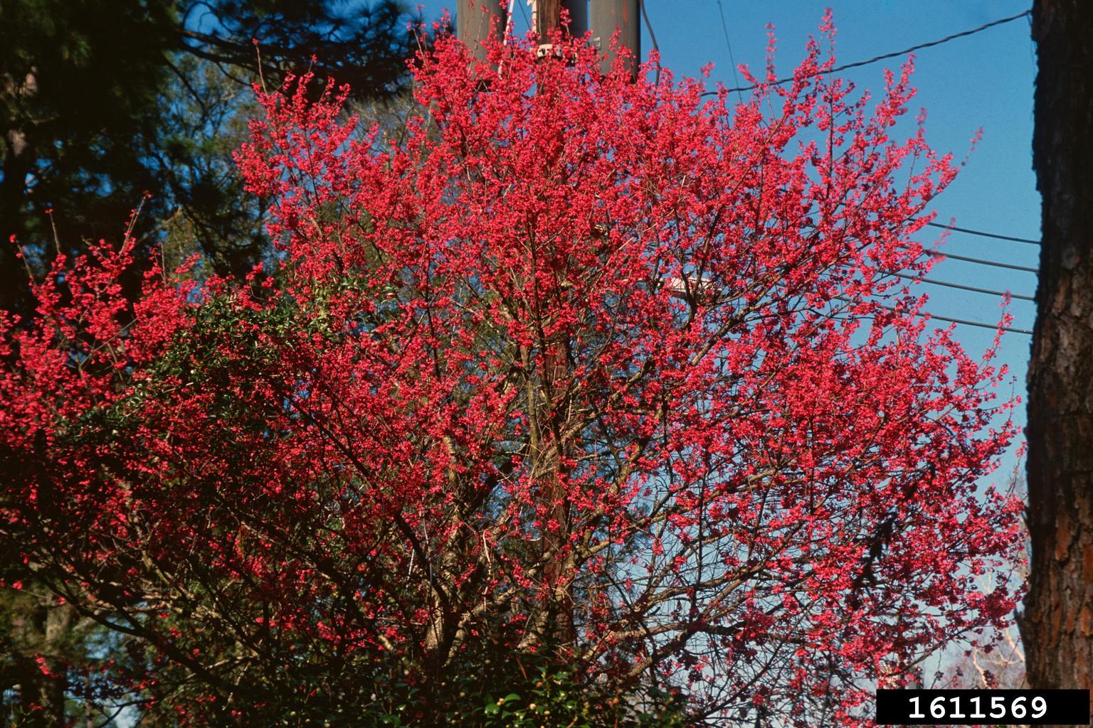 cherry (Cerasus campanulata (Maxim.) A. N. Vassiljeva)