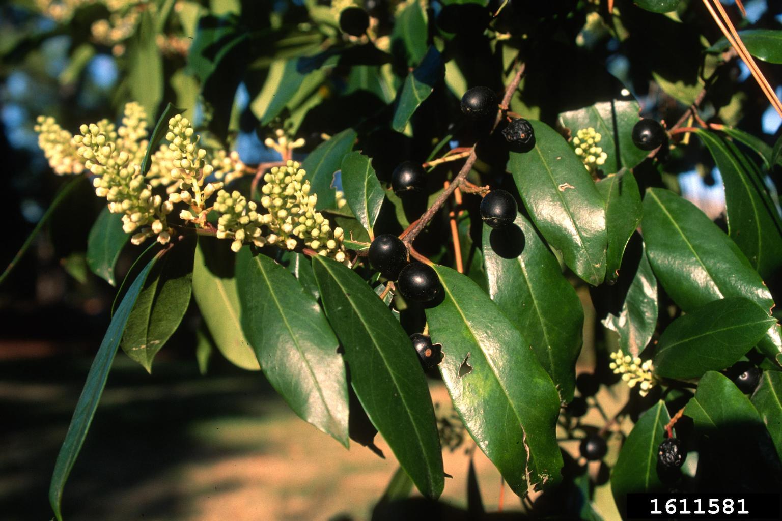 Carolina laurelcherry (Prunus caroliniana)