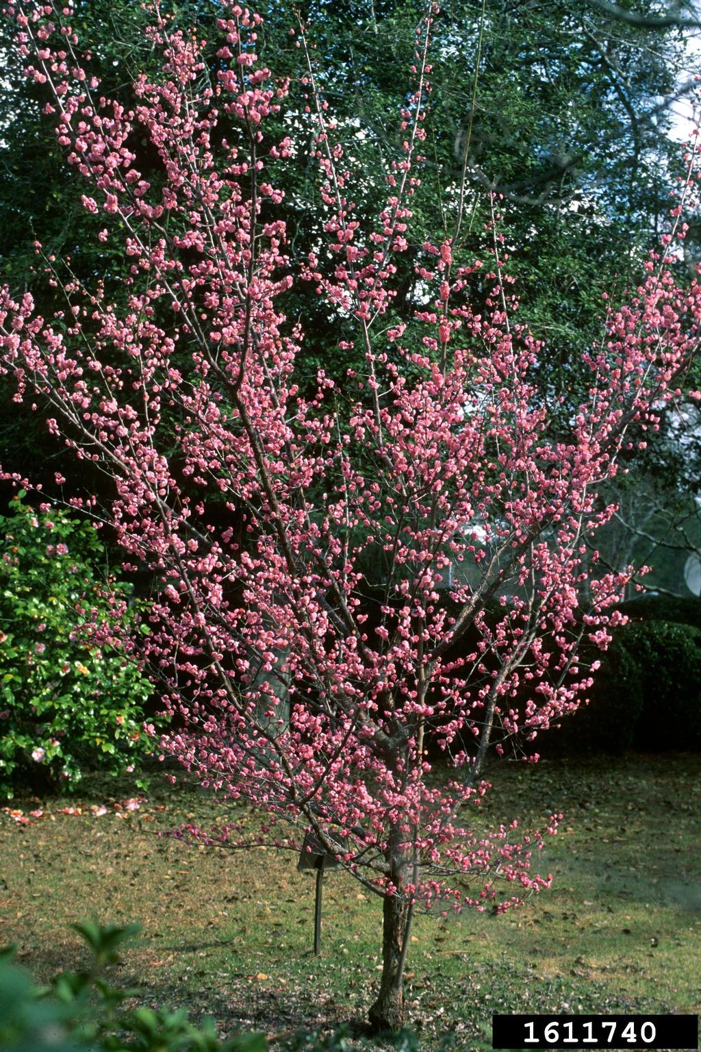 Japanese apricot (Prunus mume Siebold & Zucc.)
