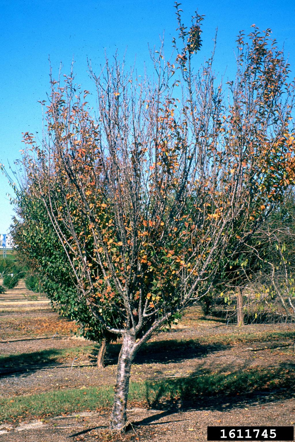 plum/cherry (Genus Prunus L.)