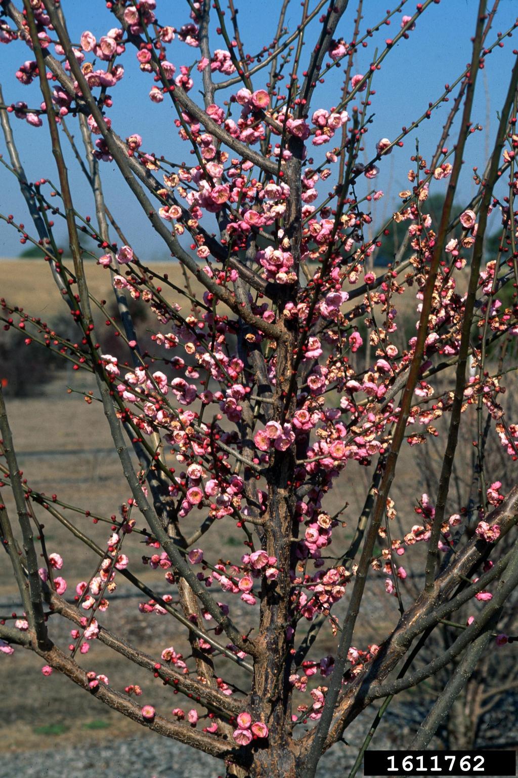 Japanese apricot (Prunus mume)