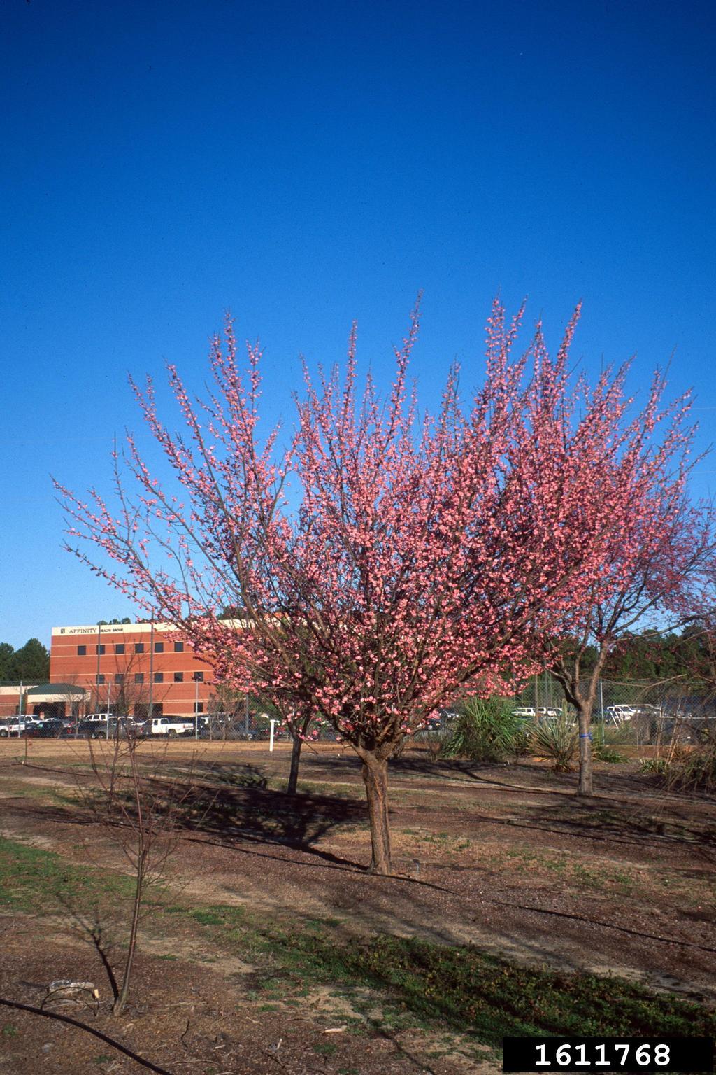 Japanese apricot (Prunus mume)
