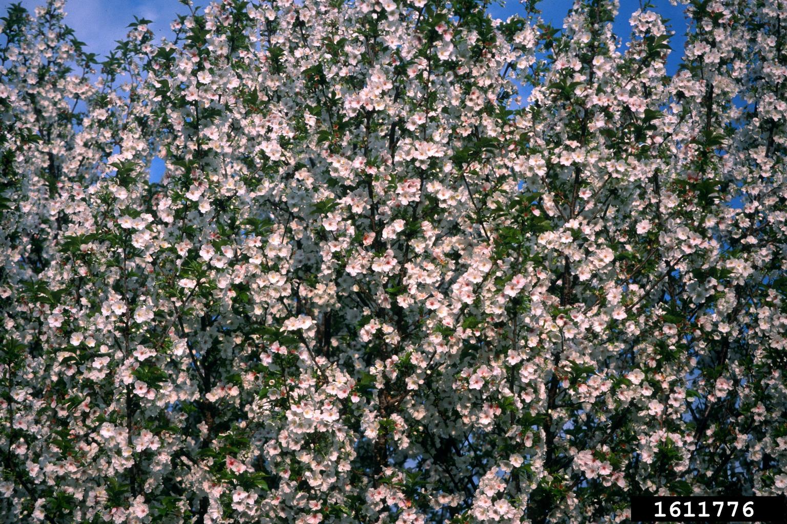 'snow goose' cherry (Prunus cv. 'snowgoose' (Jacobson, 1996))
