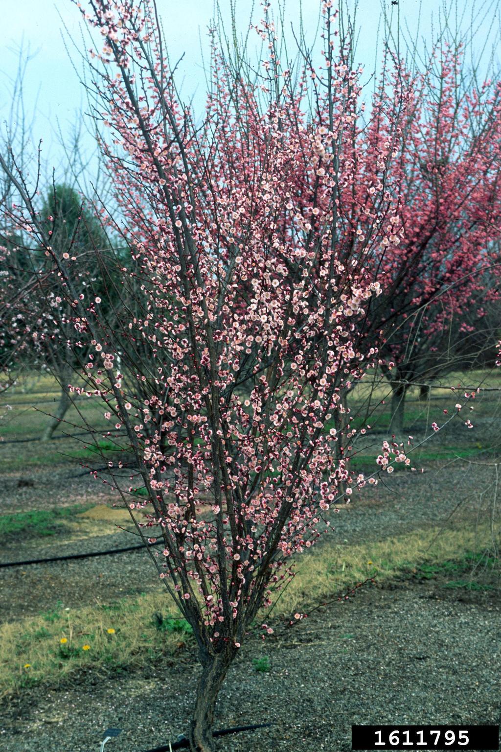 Japanese apricot (Prunus mume Siebold & Zucc.)