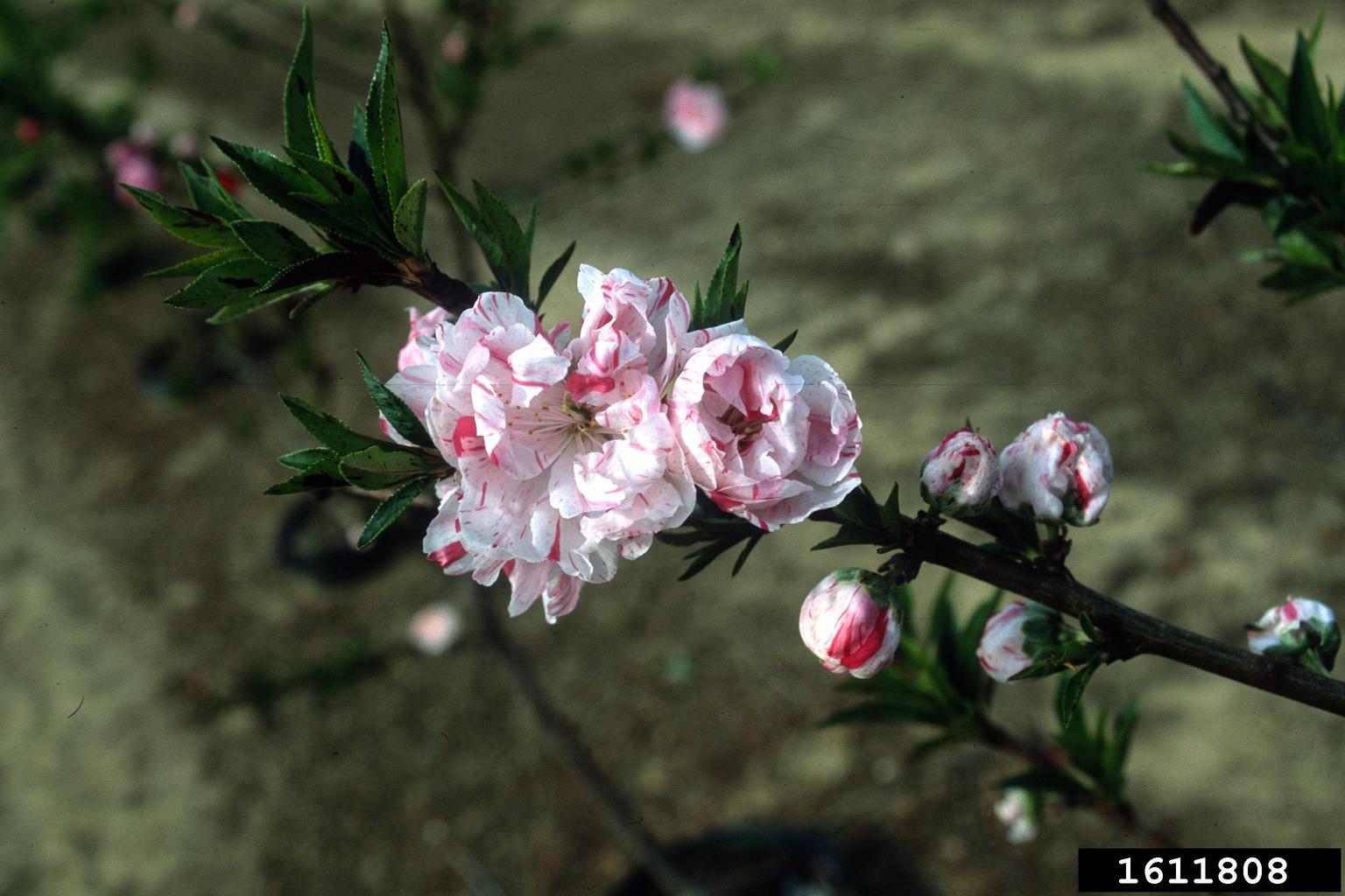 peach (Prunus persica)